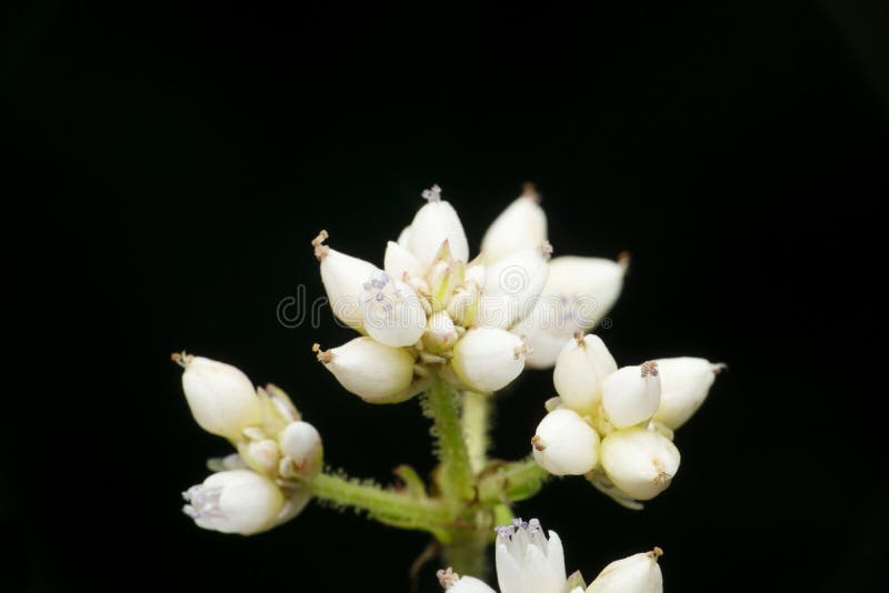 White Flower from Western Ghats, Satara, Maharashtra Stock Photo ...