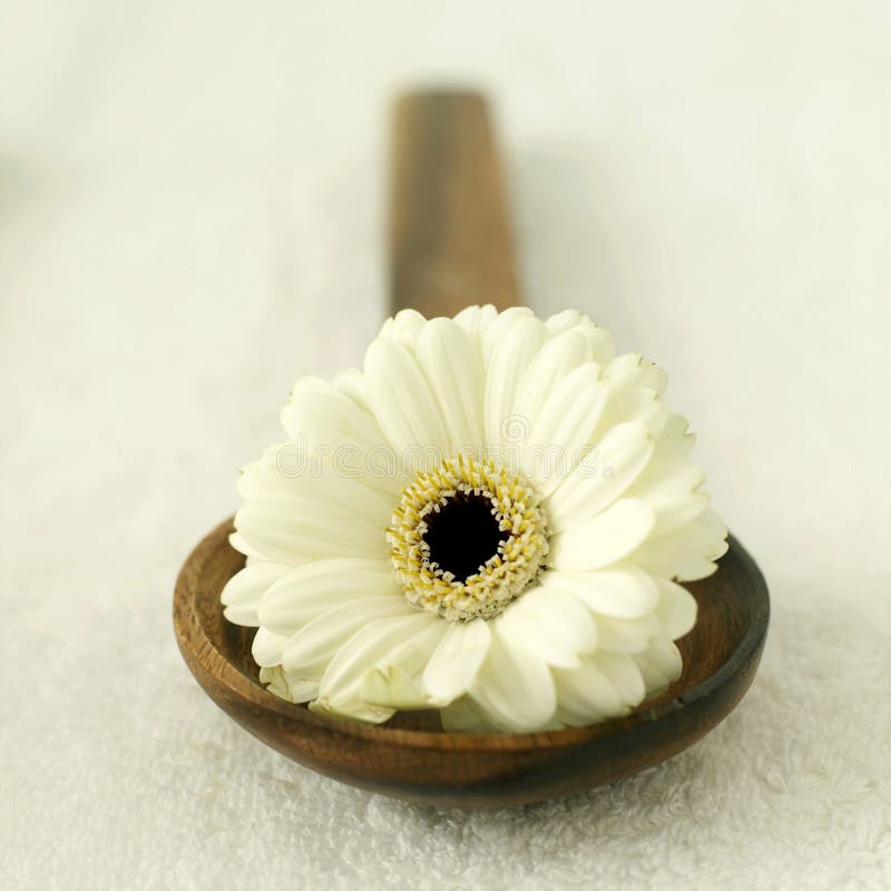 White Flower on a Wooden Ladle. Conceptual Image Shot Stock Image ...