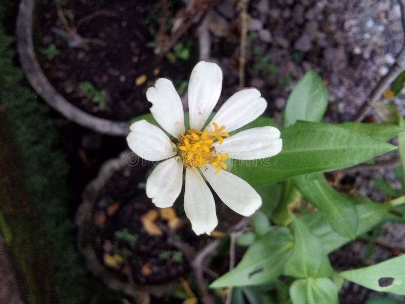 White Flower with Yellow Polen Stock Photo - Image of branch, white ...