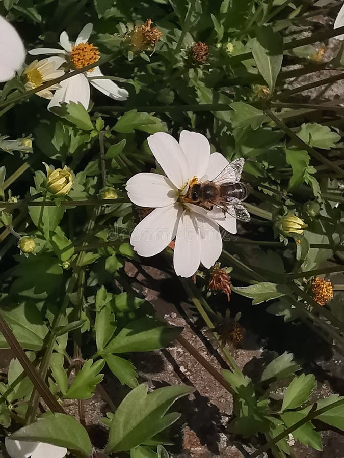 White Flower with Yellow Stigma on the Stigma a Bee Stock Image - Image ...