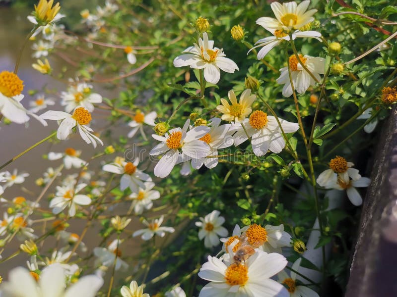 White Flower with Yellow Stigma in a Green Environment Stock Image ...
