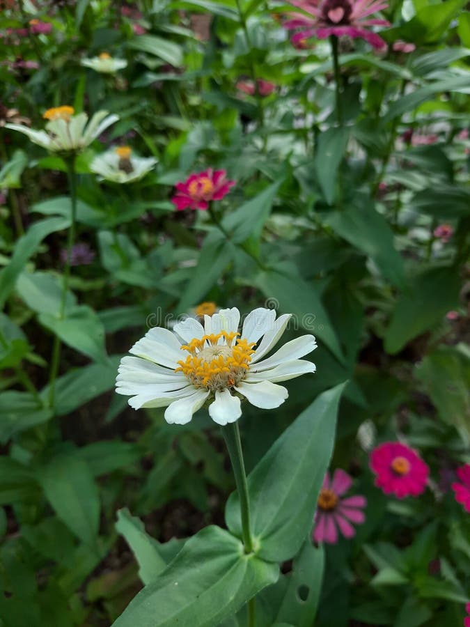 White Flower Zinia Garden Bloom Stock Photo - Image of bloo, white ...