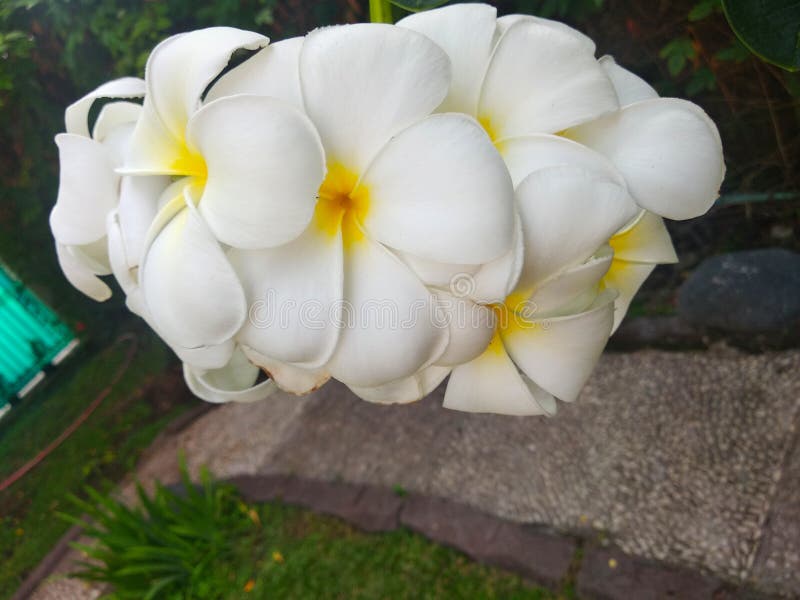 Madice Stock Photos - Free & Royalty-Free Stock Photos from Dreamstime