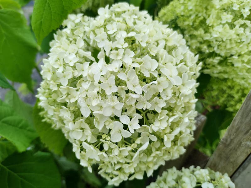 Hydrangea Arborescens Annabelle Stock Photo - Image of garden, branch ...