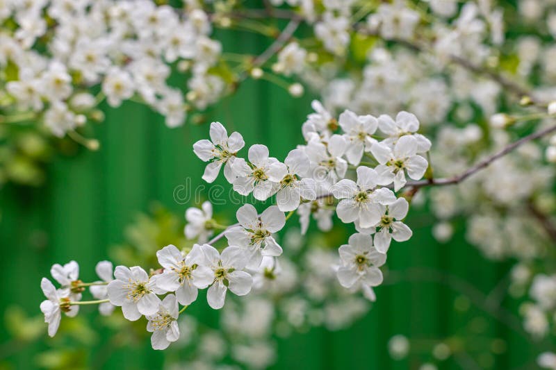 White Flowering Apple Trees in the Rays of the Sun. Spring Season ...