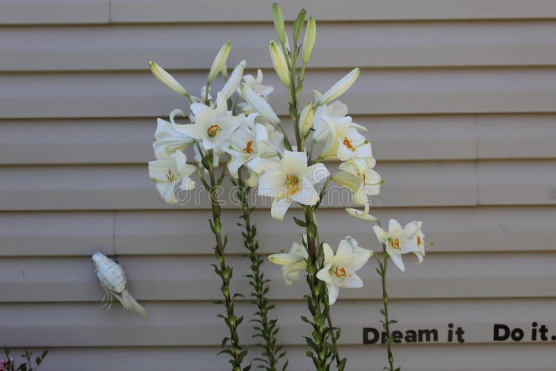 White Flowering and Budding Plant D Stock Photo - Image of white ...