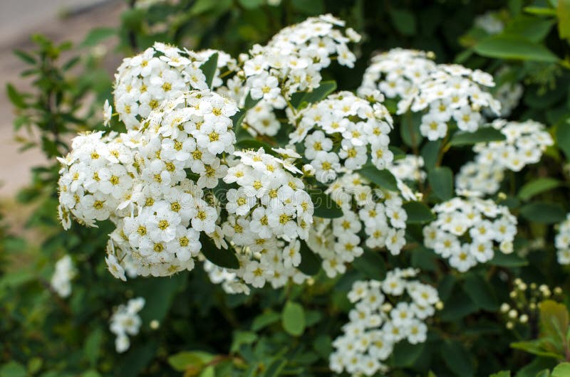 White Flowering Bushes Bride Stock Photo - Image of bush, heat: 182003490
