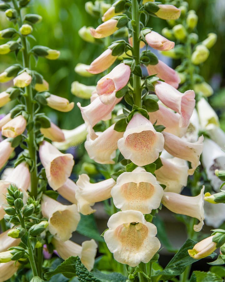 White Flowering Digitalis Plant in Bloom Stock Photo - Image of natural ...