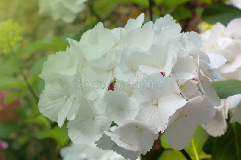 White Flowering Hydrangea in the Garden in Spring. Stock Image - Image ...