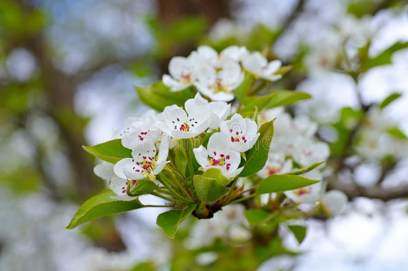 White Flowering of Pear Tree Stock Photo - Image of branch, foliage ...
