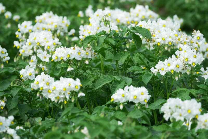 White Flowering Potato Plants Stock Photo - Image of horizontal ...