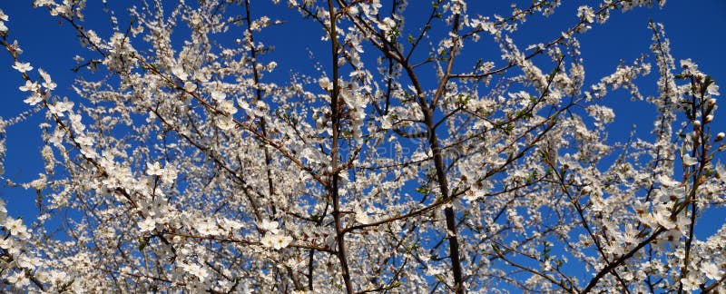 Spring Flowering Branch in the Forest Close Up Stock Image - Image of ...