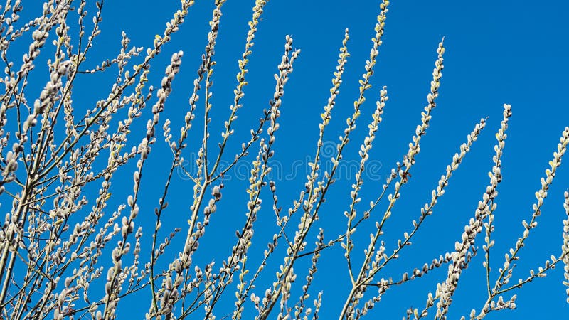 White Flowering Tree Picture. Image: 115977056
