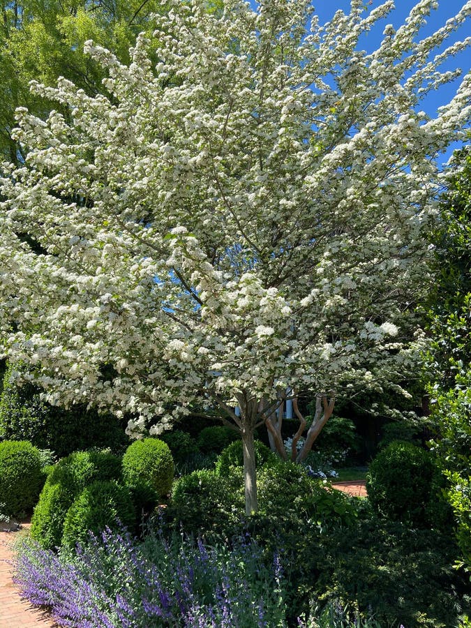 White Flowering Trees in a Park Stock Image - Image of floral, area ...