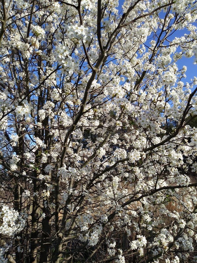 Spring White Flowers Tree Branches Blue Sky Stock Photo - Image of ...