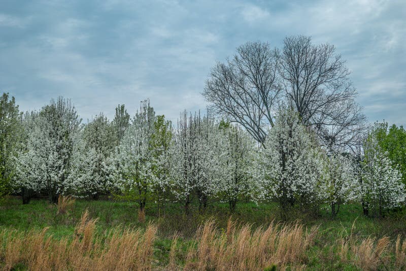 White flowering trees stock photo. Image of ecosystem - 167078024