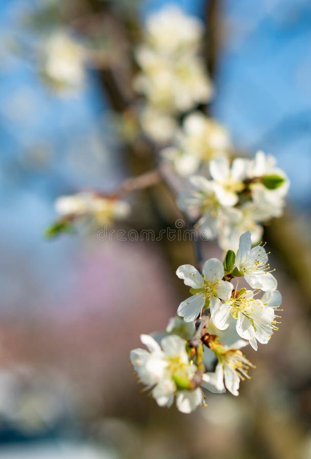 White Flowering Trees in Spring Stock Photo - Image of floral, blue ...