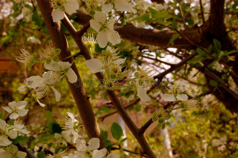 Flowering Twig of an Apple Tree Stock Photo - Image of twig, white ...