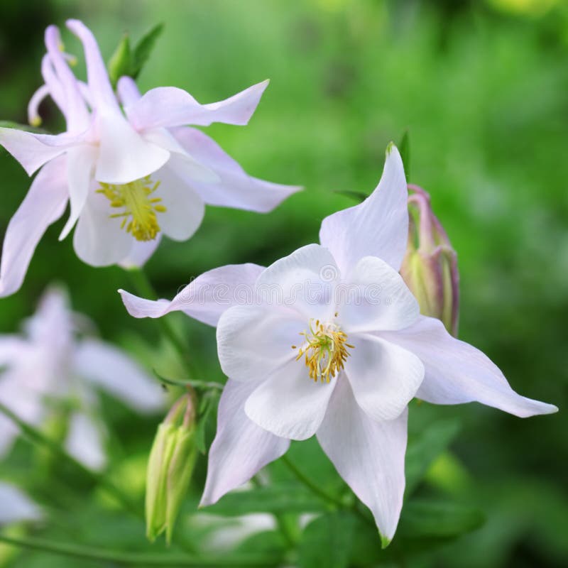 Easter Lily (lilium Longiflorum) Blooming Stock Photo - Image of ...