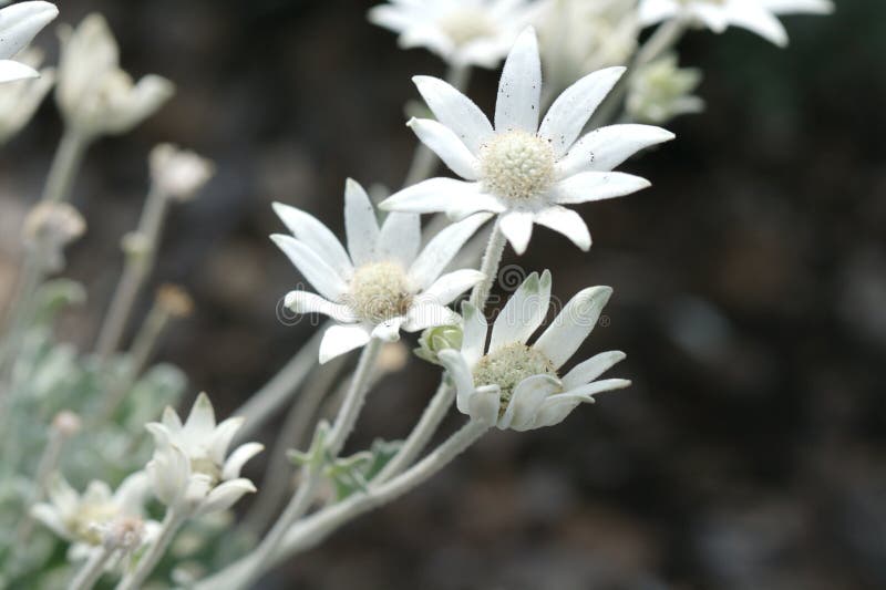 White Flowers stock image. Image of buds, australia, botanical - 1680953