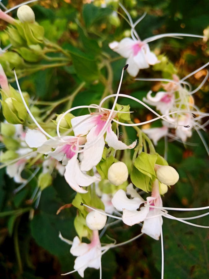 Natcher Flowers Stock Photos - Free & Royalty-Free Stock Photos from ...