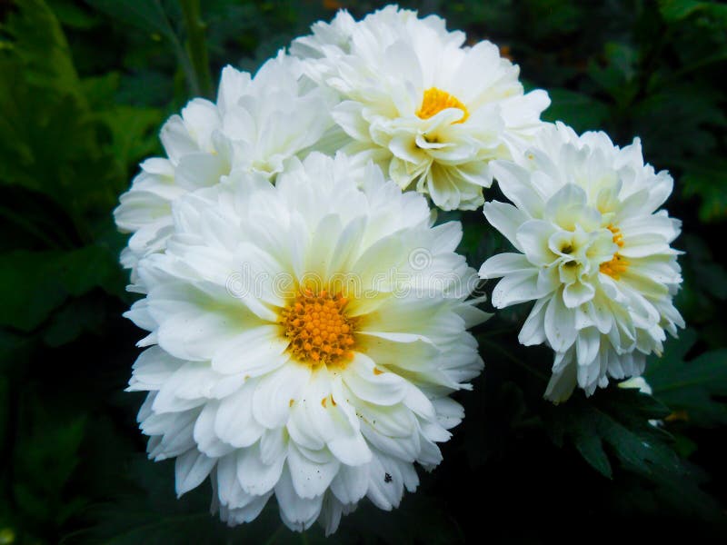 Nature Kapuru Flowers Stock Photos - Free & Royalty-Free Stock Photos ...