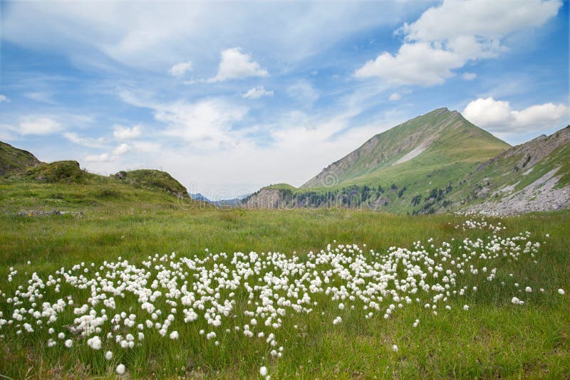 White Flowers on an Alpine Meadow Stock Photo - Image of alpine ...