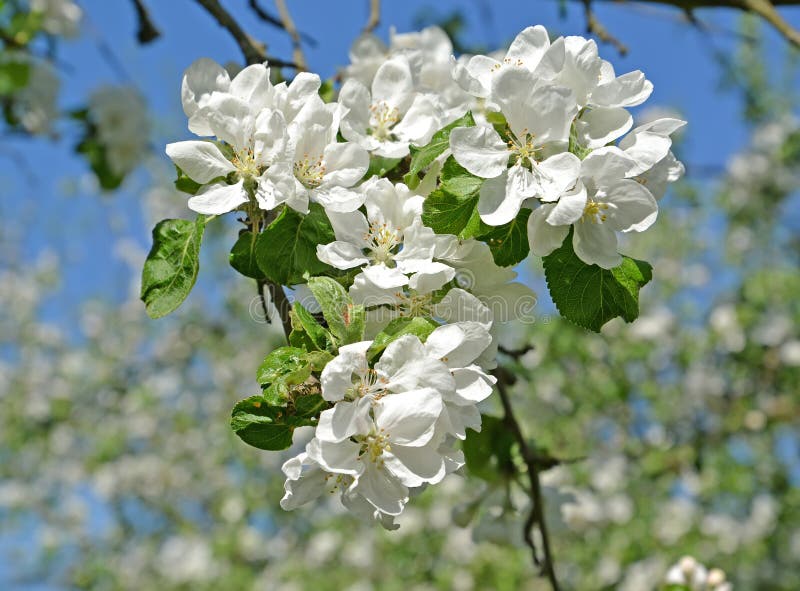 White Flowers of an Apple-tree Close Up. Spring Stock Photo - Image of ...