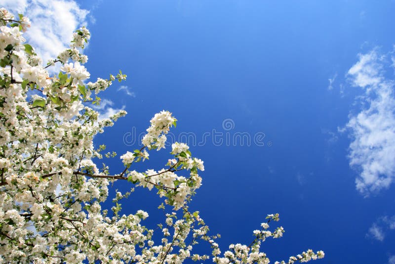 White Flowers(apple-tree), Spring, Poland Stock Image - Image of clouds ...