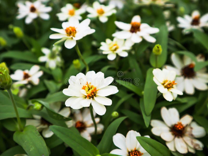 White flowers background stock image. Image of fresh - 176760269