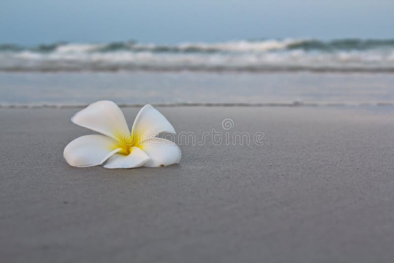 White flowers on the beach stock image. Image of treatment - 57643219