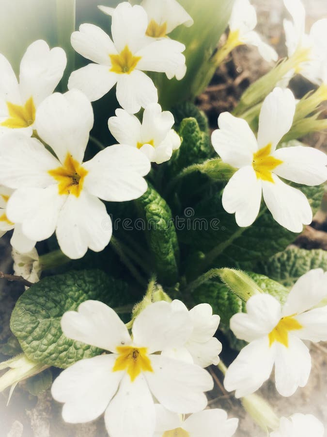 White flowers stock photo. Image of flower, color, white - 142098370