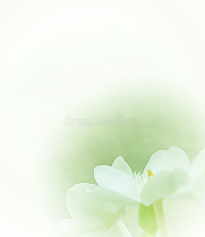 White Flowers, Beautiful, Sweet, Bright, with a Light Green White ...