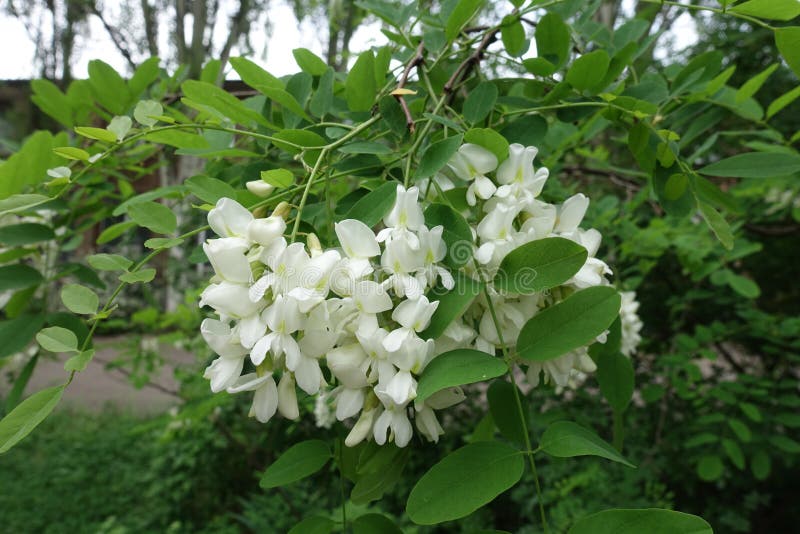 White Flowers of Black Locust Stock Photo - Image of fresh, outdoors ...