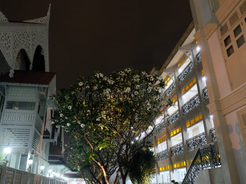 White Flowers Bloom on a Decorative Bush at Night Stock Photo - Image ...