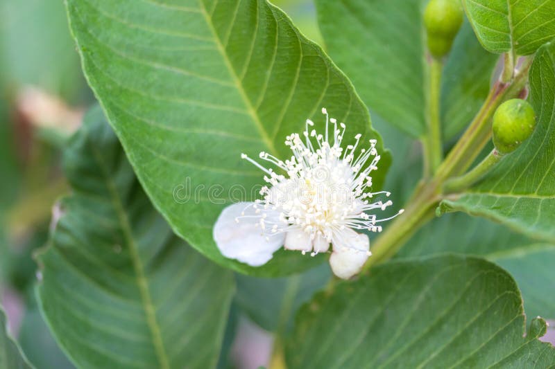 White Flowers Bloom on Guava Tree Stock Image - Image of pollinate ...