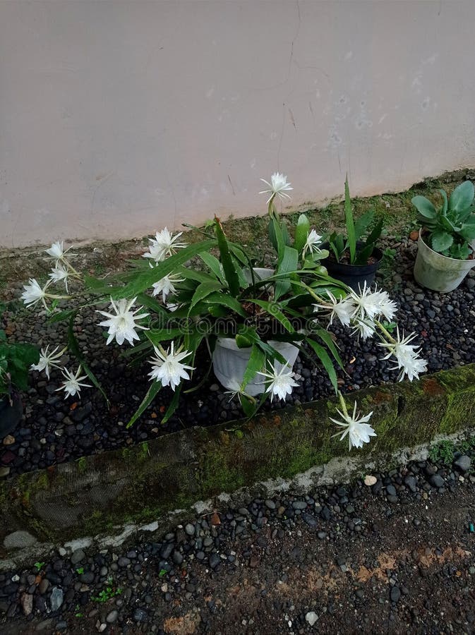 White Flowers Bloom Like Fireworks Stock Photo - Image of like, beauty ...