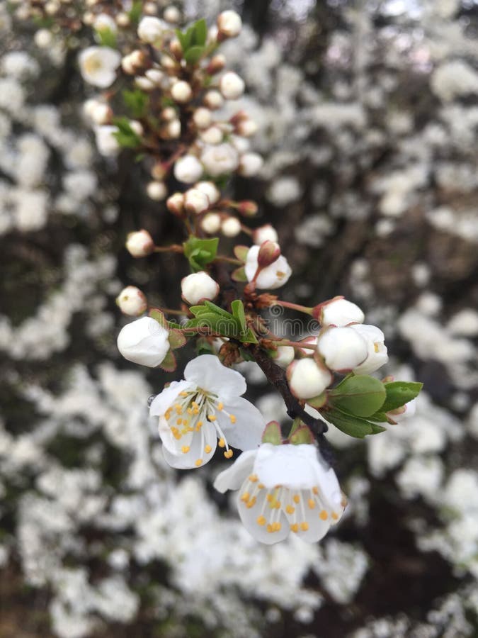 White Flowers Blooming on Branch, Springtime. Close Up Stock Photo ...