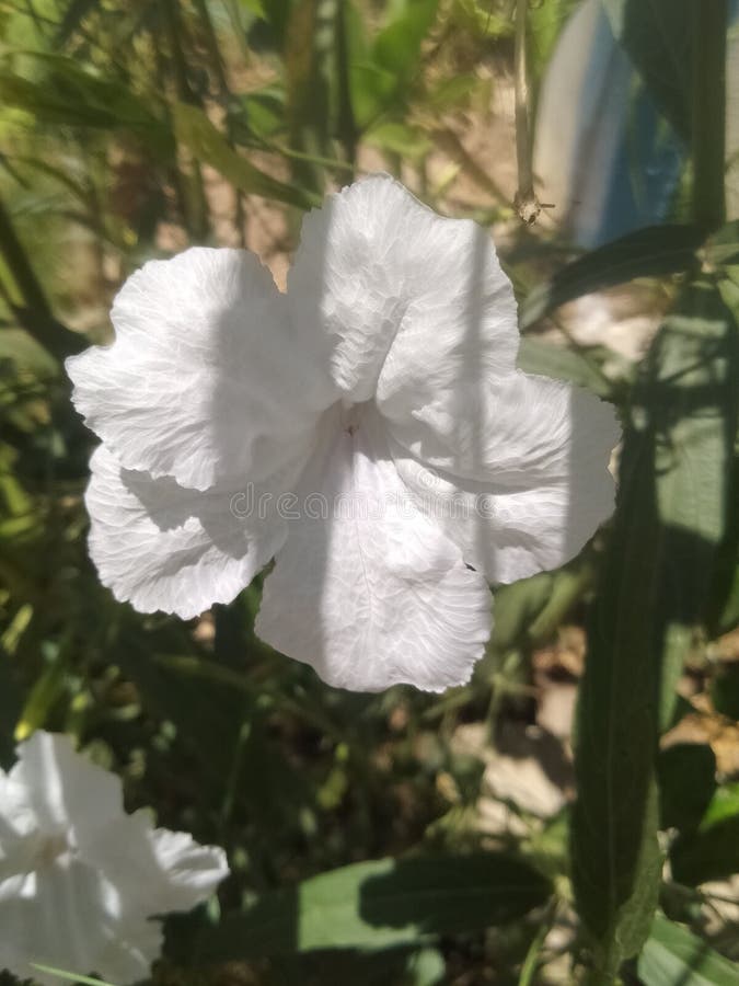 White Ruellia Squarrosa (Fenzi) Cufod. Stock Image - Image of beautiful ...