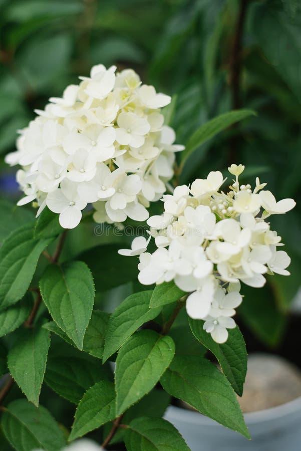 White Flowers Blooming Paniculate Hydrangea Bonfire Stock Image - Image ...