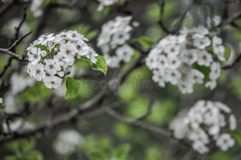 White Flowers Blooming on a Tree Stock Photo - Image of closeup, season ...