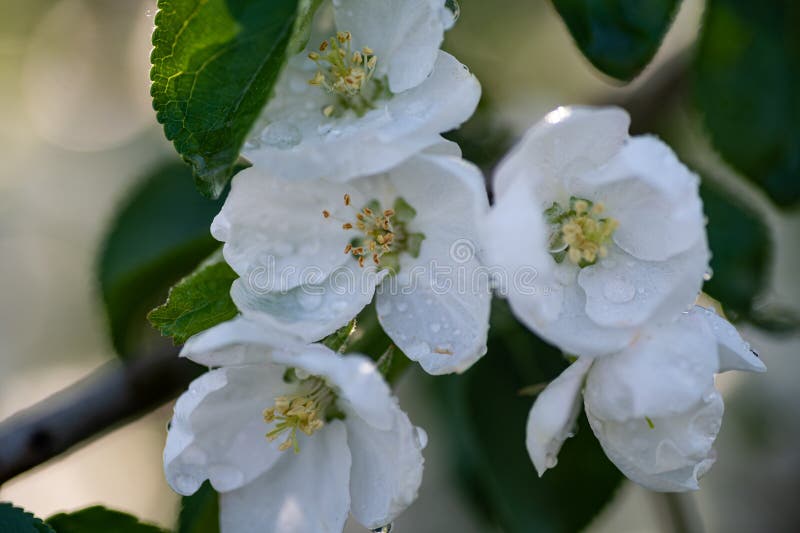White Flowers of Blossoming Apple Tree on the Tree in Spring. Rain ...
