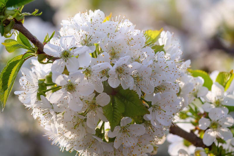 White Flowers of a Blossoming Tree Lit by the Sun Stock Photo - Image ...