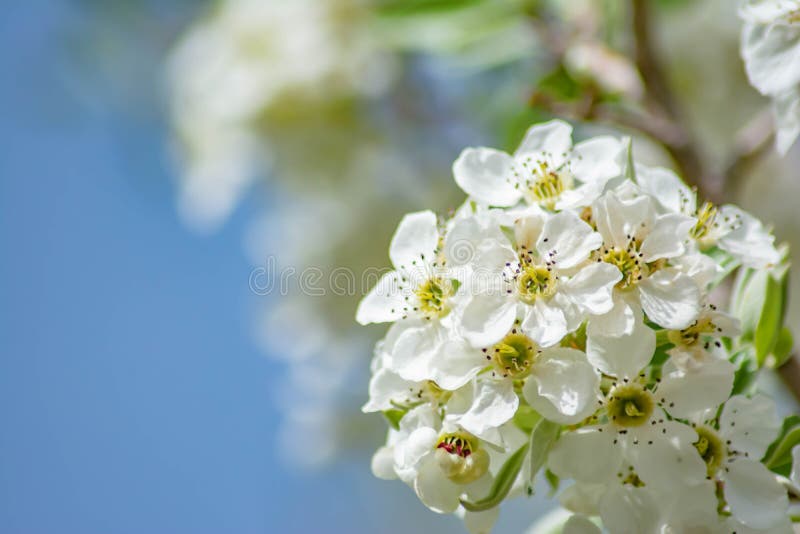 White Flowers of a Blossoming Tree. Spring and Flowering Trees Stock ...