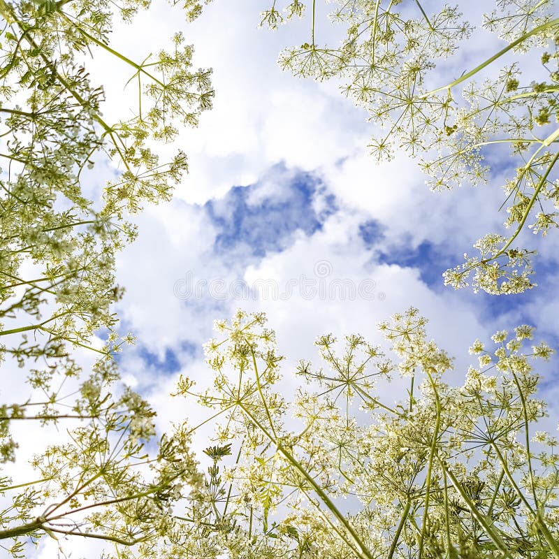 White Flowers on Blue Sky Background and Clouds, Square Stock Photo ...
