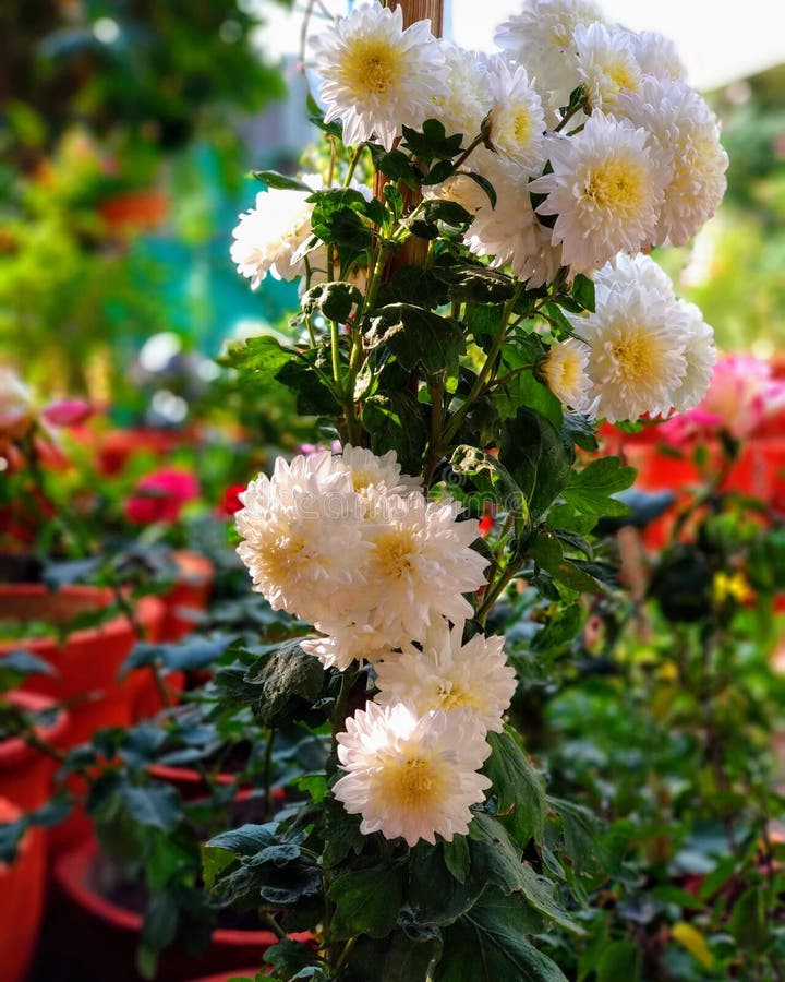 White flowers stock image. Image of bokey, white, morning - 133987433