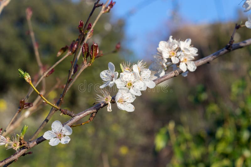 Blossoming Tree Branch. Spring Stock Image - Image of closeup ...