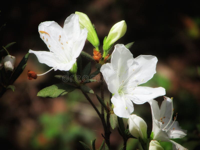 White Beutiful Flowers on Stem Close Up Stock Image - Image of bush ...