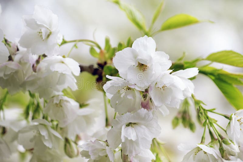 White flowers on a branch stock image. Image of flowers - 92474967