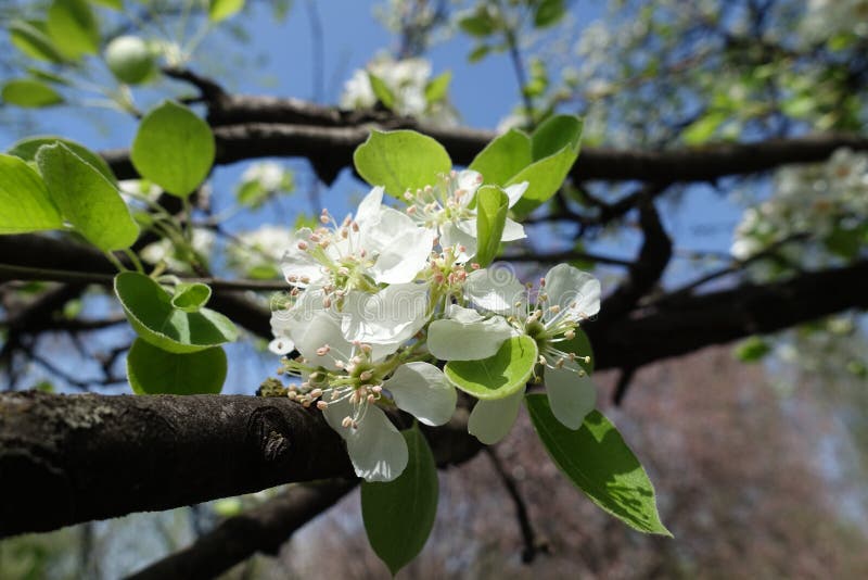White Flowers on Branch of Pear in Spring Stock Image - Image of growth ...